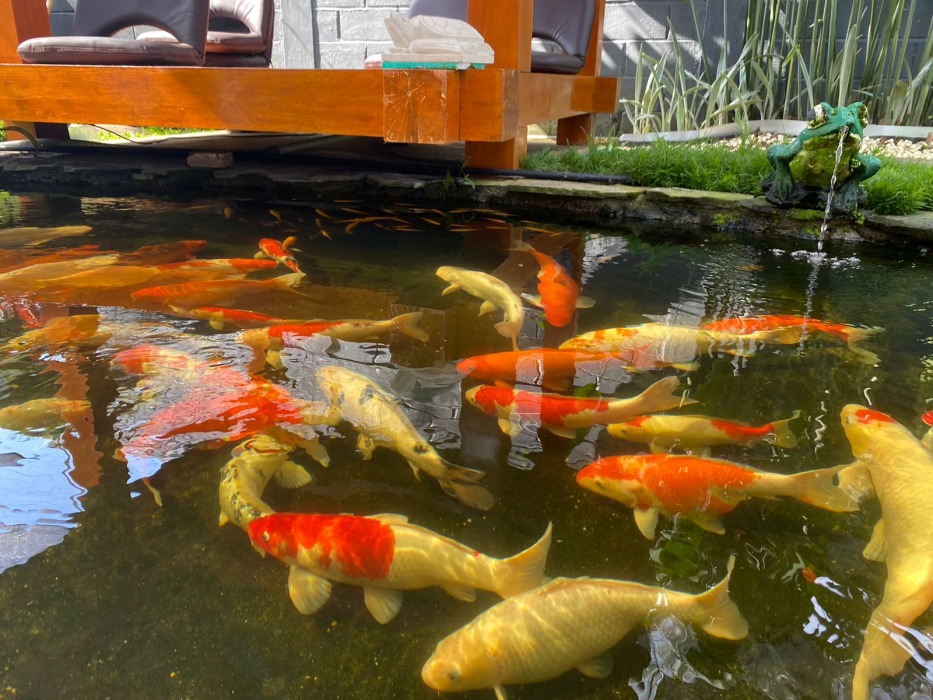 Cara Merawat Ikan Koi – Bengkulu News Cara Merawat Ikan Koi – Bengkulu News